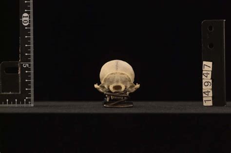 Potos Flavus Kinkajou