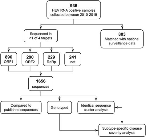 Study Design ORF Open Reading Frame RdRp RNA Dependent RNA Download Scientific Diagram