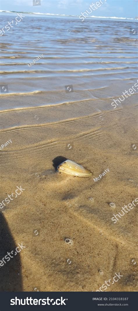 Pipi Shell On Beach Stock Photo Edit Now
