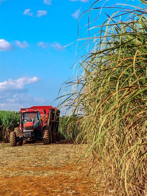 Unica Sugarcane Processing Ethanol Production Up In Early August