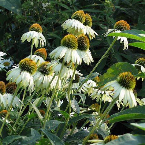 Echinacea Purpurea White Swan White Flower Farm