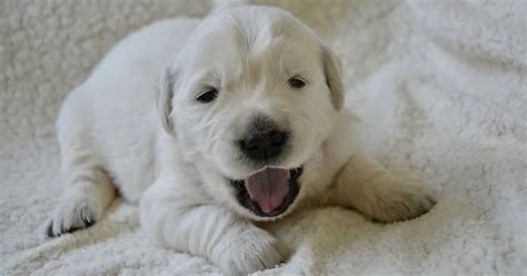 Amor Y Empat A Qu Hay Detr S Del Bostezo En Tu Perro Infobae