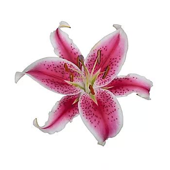 Starfighter Oriental Lilies, 60 Stems | BJ's Wholesale Club