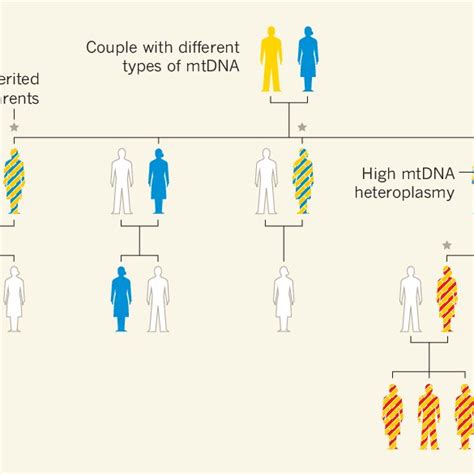 Pdf Mitochondrial Dna Can Be Inherited From Fathers Not Just Mothers