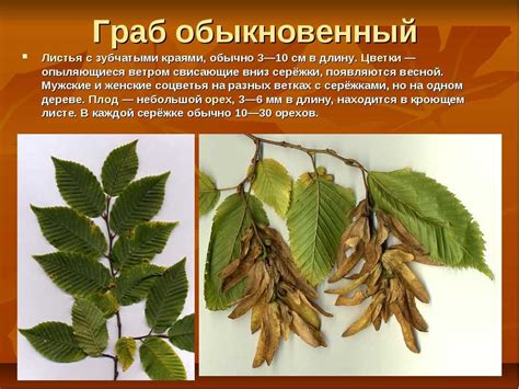 Вязы: деревья и кустарники. описание, условия выращивания, применение ...