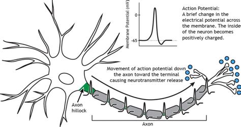 Images Of Animations Foundations Of Neuroscience