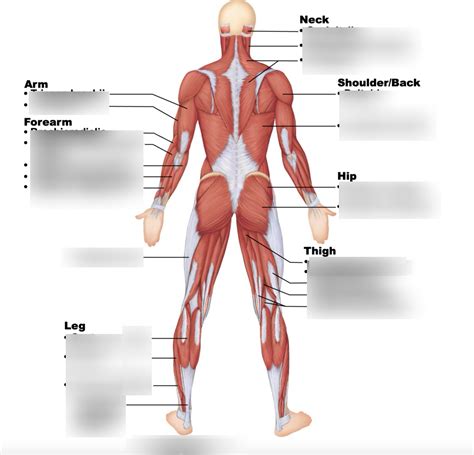 Major Skeletal Muscle Posterior View Diagram Quizlet