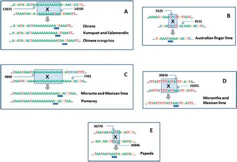Sequences Of Breakpoint Flanking Regions Of Various Deletions In Download Scientific Diagram