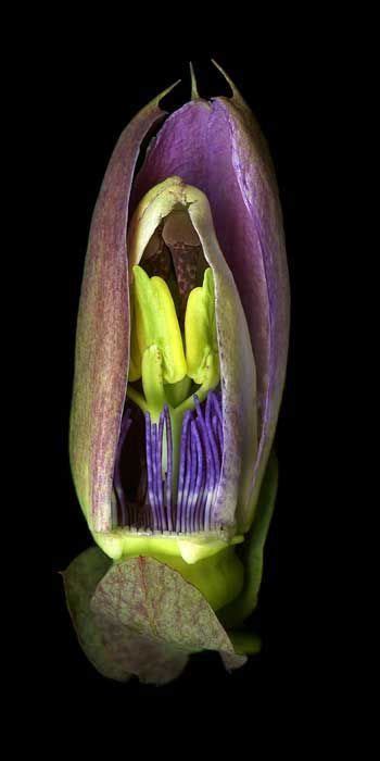 Passion Flower Exotic And Amazing