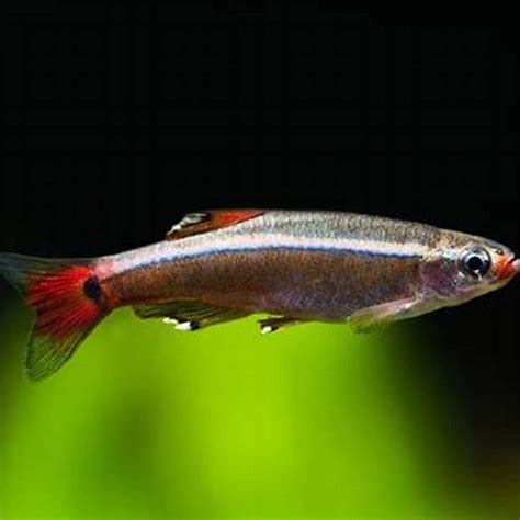 Are Minnows Aggressive Diy Seattle