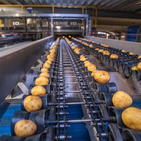 Premium Potato Supplier Haspira
