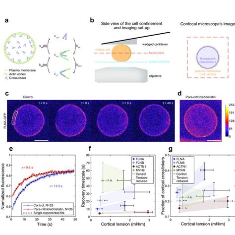 Cortical Residence Time And Cortical Localization Of Actin