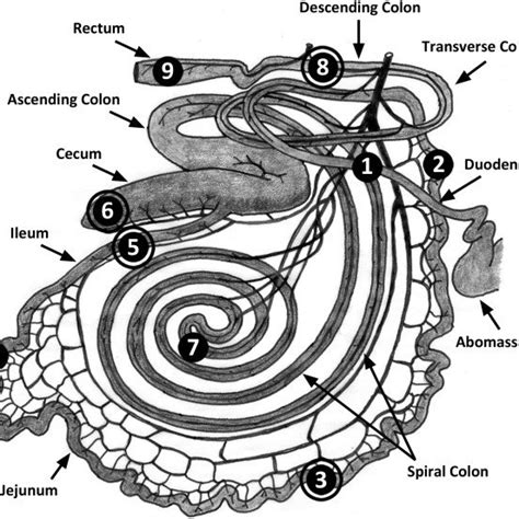 Bovine Intestine Recreated From Nickel Et Al 14 Black Circles
