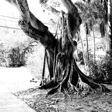 Tree Cg 3 By Inoeletrof On Deviantart