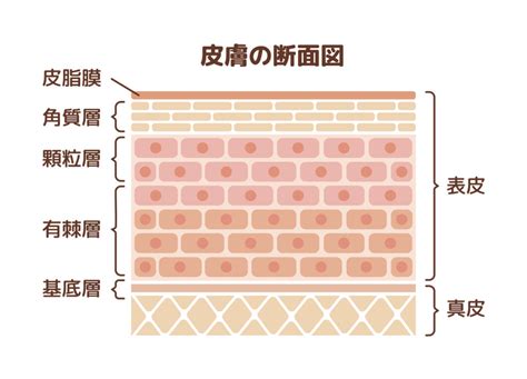 肌荒れが起こる仕組み