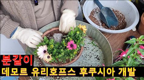 날마다꽃길 야생화 후쿠시아유리호프스데모루개발 Youtube