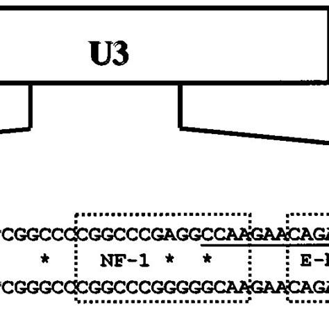 Schematic Diagram Of A Retroviral Ltr Showing The Region Analyzed In