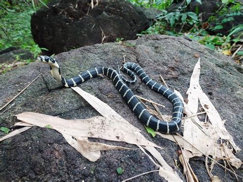 Hiss Tory In Eastern Ghats Conservationists Guard King Cobra Nest For