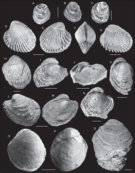 Collectables Eocene Foraminifera Ostracod Gastropod Bivalve Microfossil