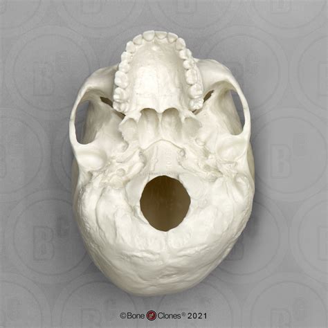 Human Female Asian Economy Skull Bone Clones Osteological Reproductions