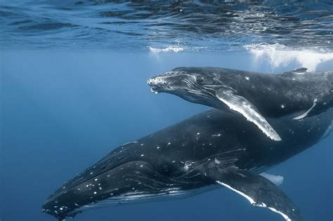 Humpback Whale Mother And Calf Photograph By Kerstin Meyer Pixels