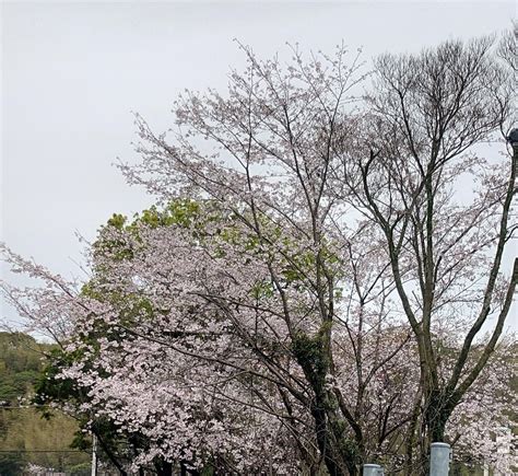 福ちゃん 高知競馬・競輪新聞ネット専門紙 On Twitter 高知競馬、福ちゃん。3月25日、高知競馬場。
