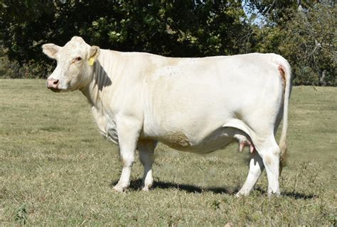 Charolais Cow