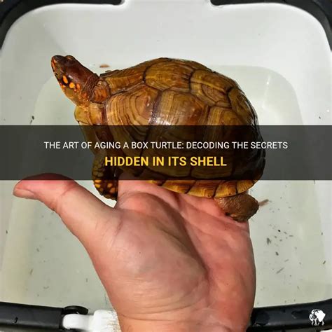 The Art Of Aging A Box Turtle Decoding The Secrets Hidden In Its Shell
