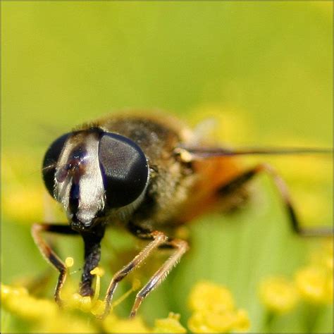 Hoverfly Eating With Its Hands By Thrumyeye On Deviantart