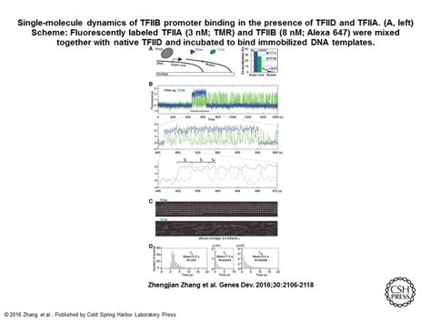 Single Molecule Dynamics Of Tfiib Promoter Binding In The Presence Of