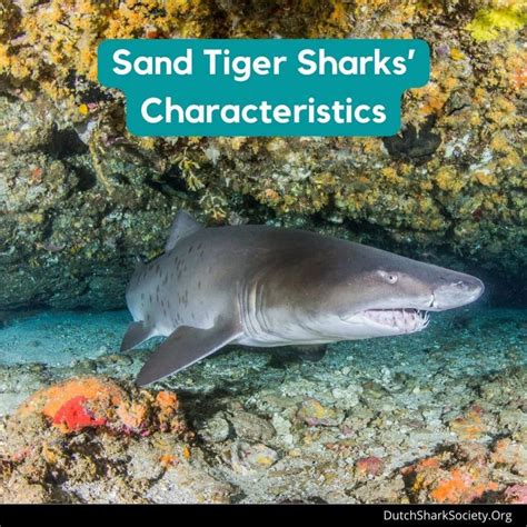 Sandtiger Shark Interesting Facts Dutch Shark Society