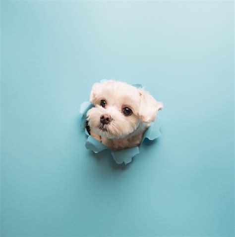 마이펫스튜디오에서 찍은 강아지사진 대박 네이버 블로그