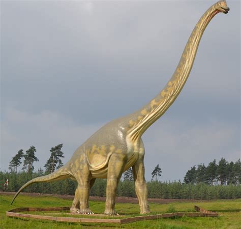 Gratis Afbeeldingen Fauna Savanne Pretpark Giraffe Beeldhouwwerk