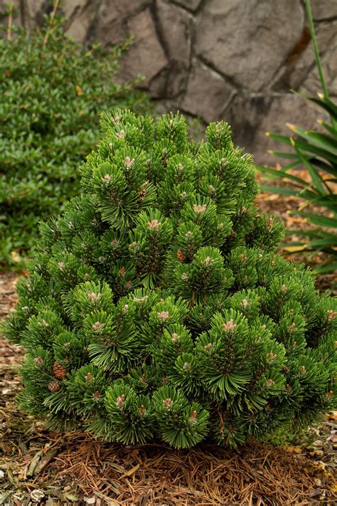 Sherwood Compact Mugo Pine Conifers Garden Mugo Pine Garden Trees