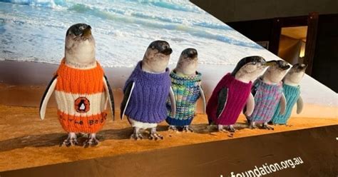 Penguin Foundation • Penguin Random House Anz Partners With The Penguin