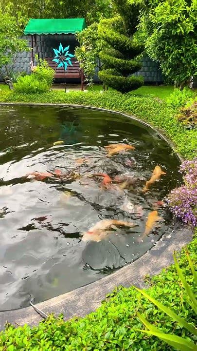 Пруд возле Дома Всё своими руками Аппетит хоть отбавляй Youtube