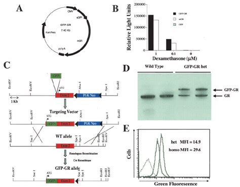 Generation And Functional Testing Of GFP GR Fusion Protein In Vitro And