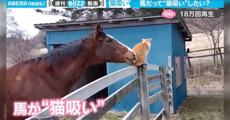 B G1を制した名馬・メイショウドトウが牧場の看板猫を吸っていた「馬もあの魅力を知っているのか」