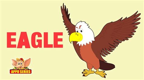 Animal Facts Bald Eagle Animal Facts Bald Eagle Facts