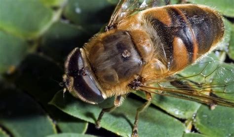 Ciclo De Vida De Las Abejas Miel Sierra Flor