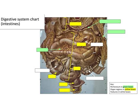 Digestive System Chart Intestines Quiz