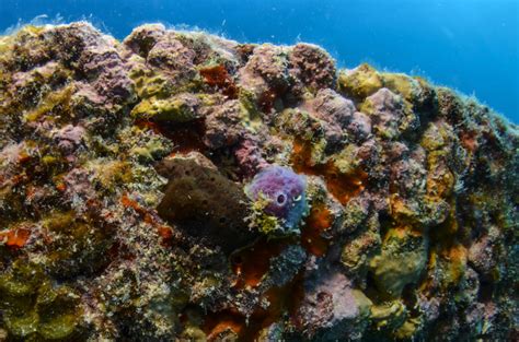 Rebuild Coral Reefs With Nanoscience Globalgiving