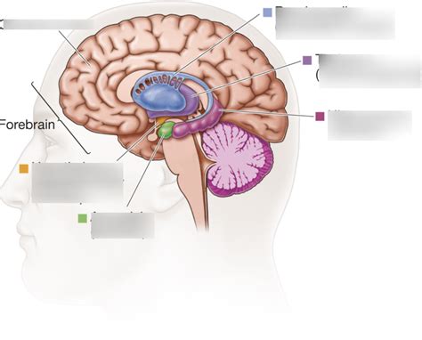 Forebrain And Subcortical Regions Diagram Quizlet