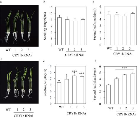 Seedling Phenotypes Of Wild Type Wt And Cry1b Rnai Transgenic Rice