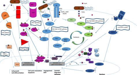 Common Cellular Signalling Pathways Involved In Gep Nens And