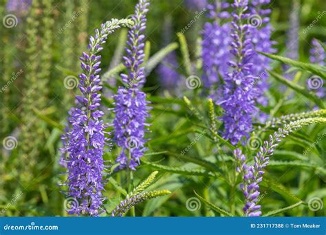 Veronica Lonolia First Lady White Tall Speedwell Royalty Free Stock