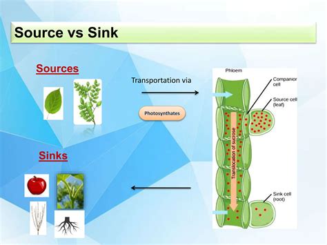Source And Sink Regulationpptx