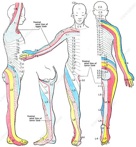 Dermatomes Of Human Body Illustration Stock Image C0432876