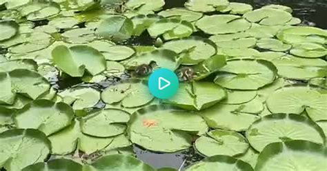 Oh To Be A Duckling At A Botanical Garden Album On Imgur