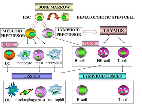 Ppt Differentiation And Maturation Of T Cells In The Thymus